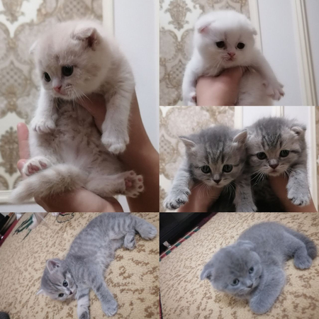 Вислоухий мушукчалар