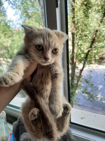 Шотландские котята