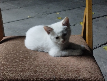 Продается котёнка
