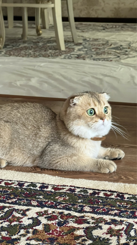 Залатая шиншила