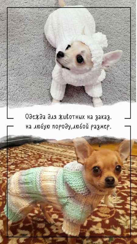Одежда для животных