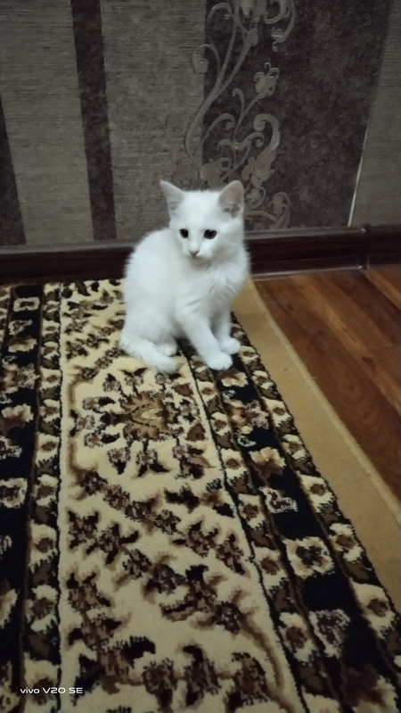 Очень умный белый котёнок