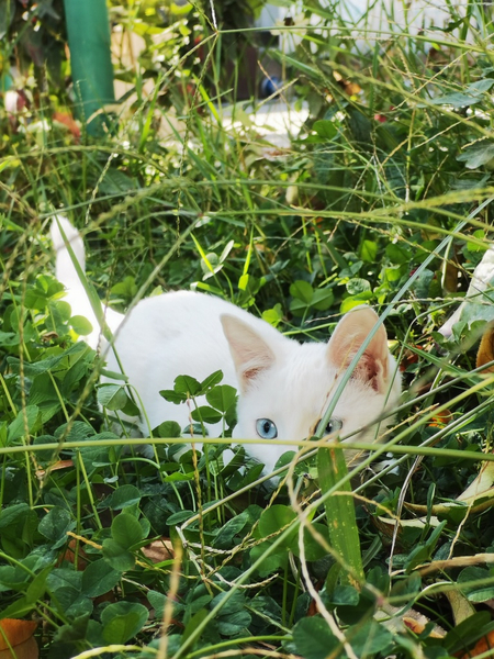 Котята бесплатно