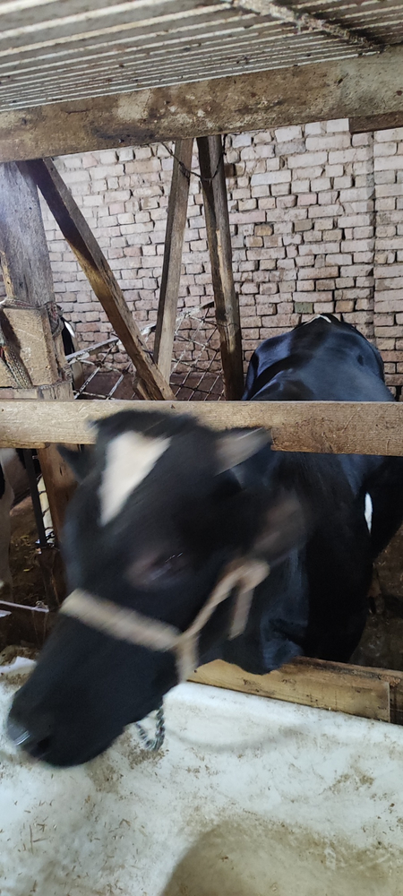 buqa sotildi yaxshi narsa