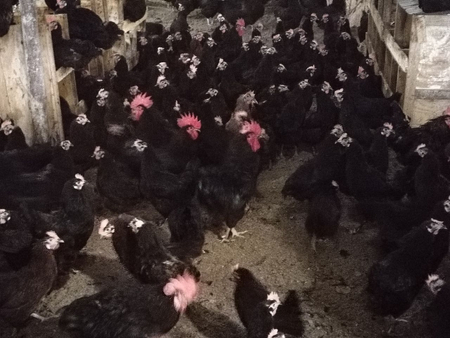 Tovuqlar sotiladi