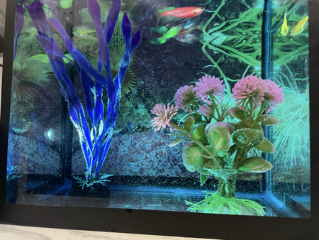 Baliq,akvariumi blan