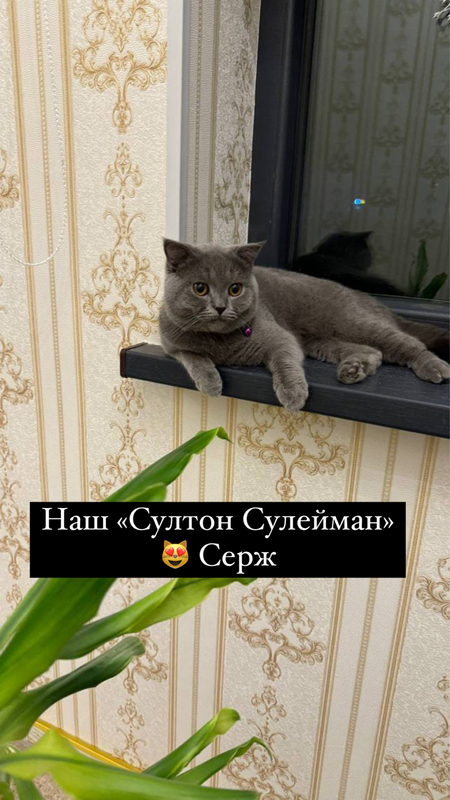 Умный и ласковый мальчик 3 месяца проглистован