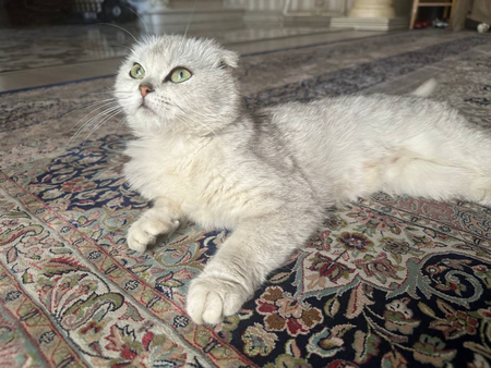 Скоттиш фолл девочка