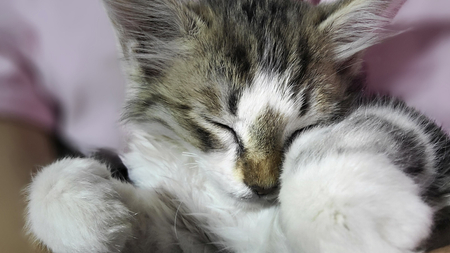 Котик хороший мальчик