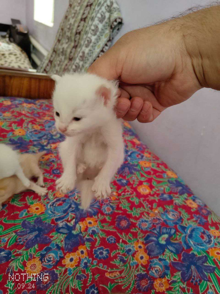 Милые котята обычной породы