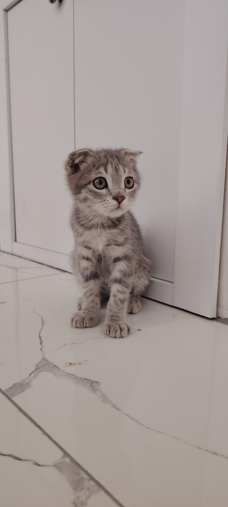 Котенок скоттиш фолд девочка 3 месяца
