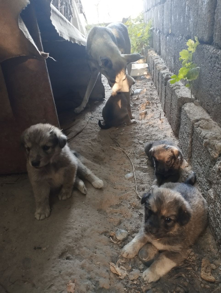 Отдам щенят в добрые руки
