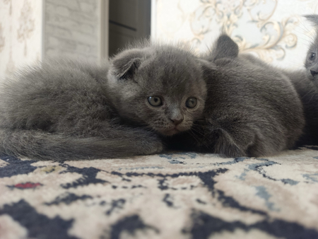 чистокровные шотландские вислоухие, scottish fold
