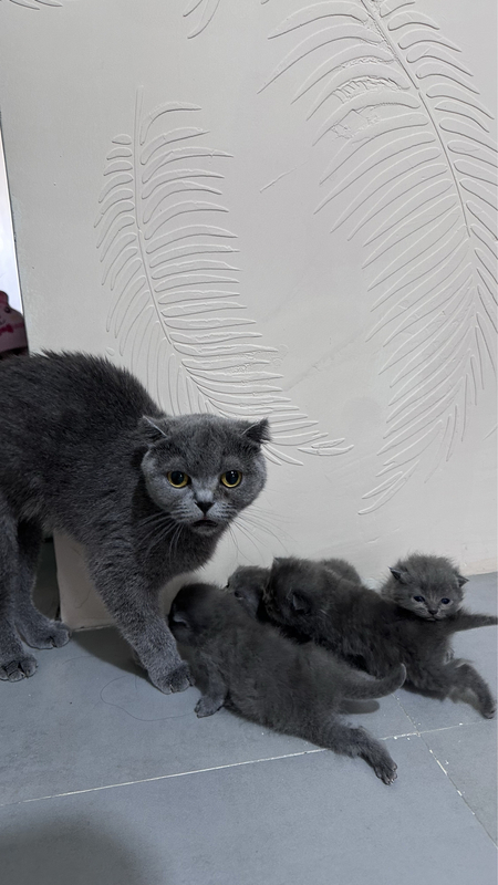 Продам шотландских вислоухих котят всех за 500$