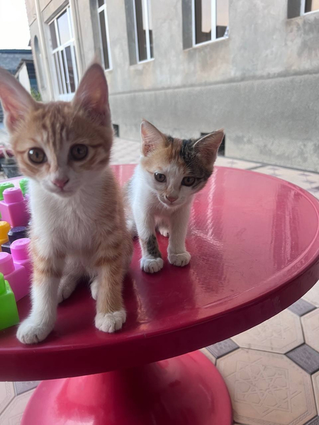Котята, мушук болалари