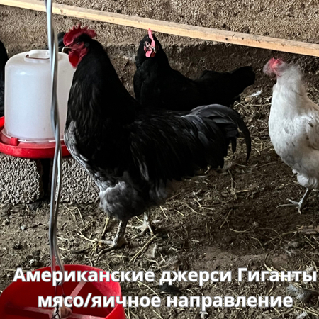 Яйца на инкубацию/циплята! Inkubatsiya uchun tuhum!