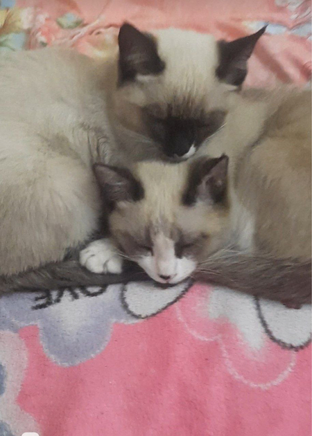 Сиамские кошки
