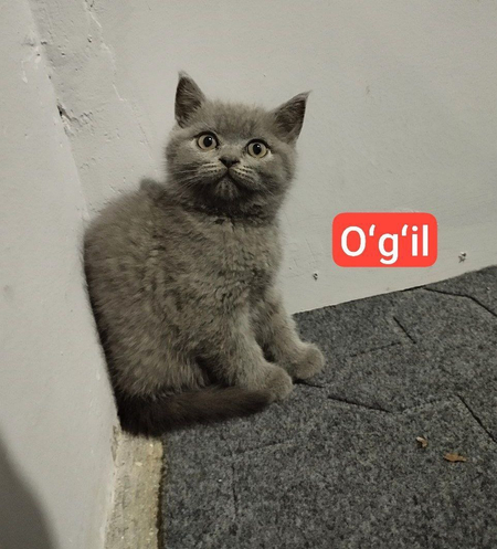 Chistokrovinniy mushukchalarimiz sotuvda