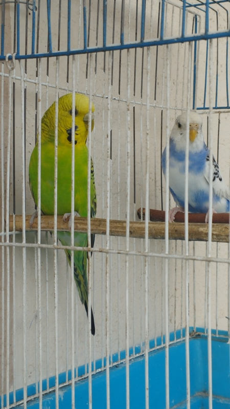 Sogʻlom toti qush