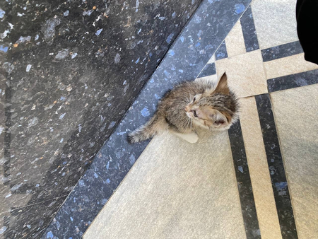 Котёнок 1,5 месяцев (отдаем в хорошие руки)