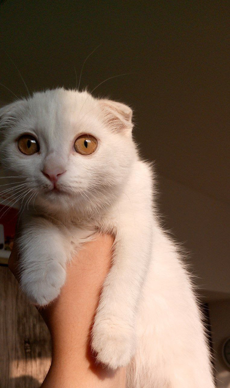 Продам вислоухих котят