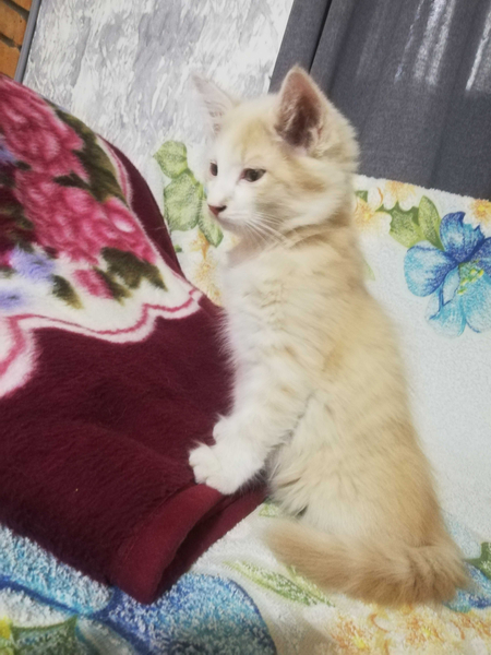 Mushukchalar, Котята