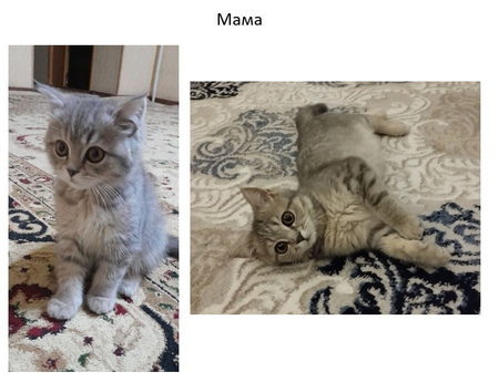 Бронирования котят