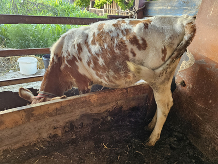 Sigir 1 marta tuqqan bolasi bor oldida
