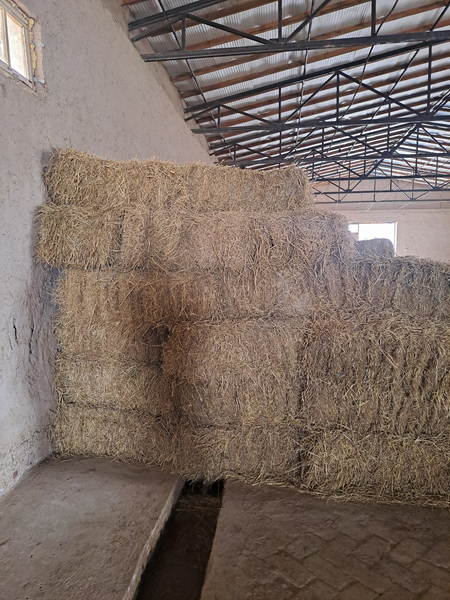 Sholi somon sotiladi