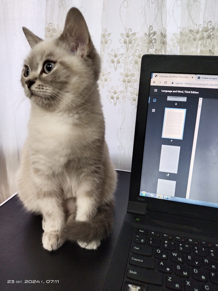 Котенок девочка пародистая красивая