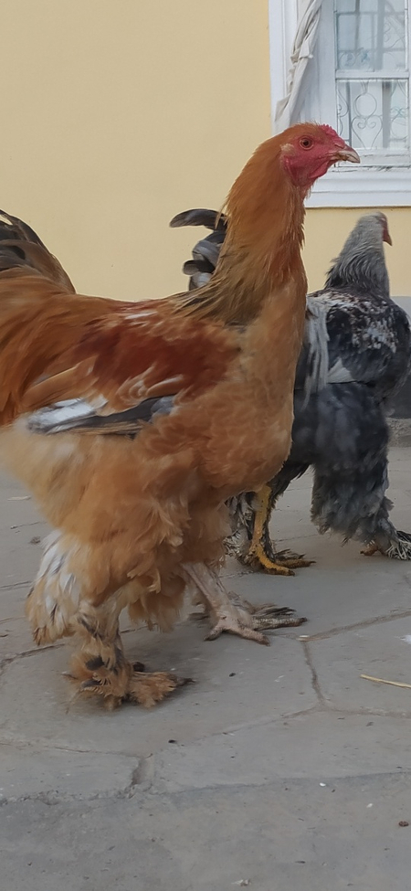 Birama xo'rozi 5 ta 2ta tovug'i