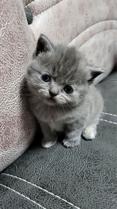 Продаются Шотландские прямоухие котята