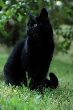 Отдам котика в добрые руки