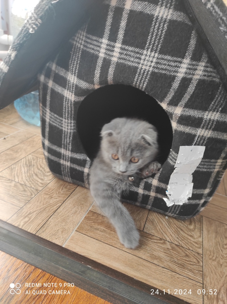 Продаётся котёнка Скоч Фолд Выслоуха 2.5 месяц