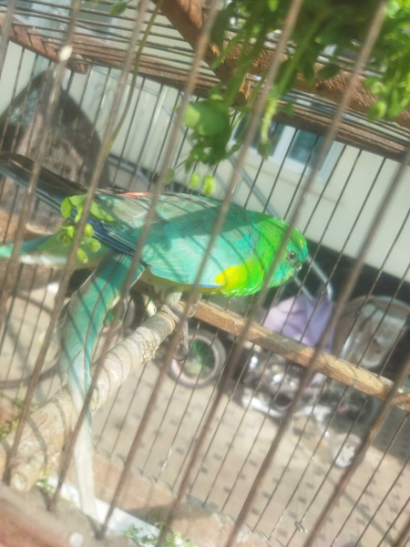 Pevchiy toʻti sotiladi