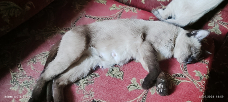 Сиамские Котята мама привезён из Дубая