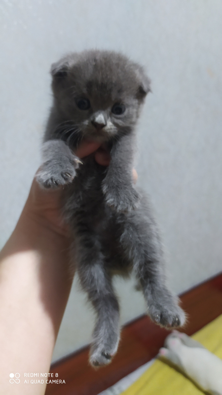 Продаются чистокровные Шотландские котята.
