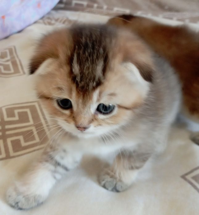 Шотландские шиншилы 1.5 мес. Мальчики