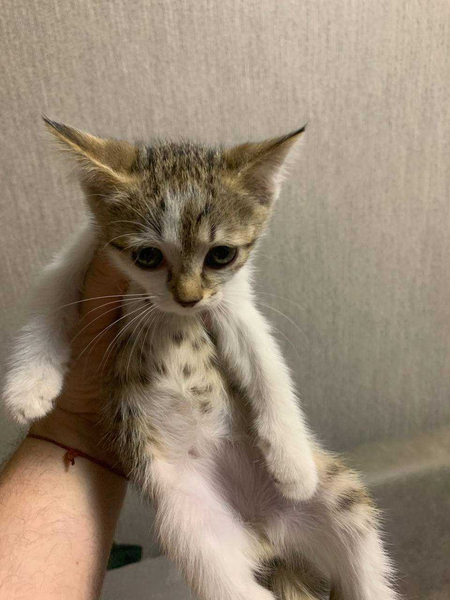 Котята домашние отдам в добрые и заботливые руки.
