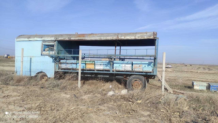Продается пасика
