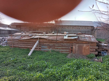 Продам дерево сосна