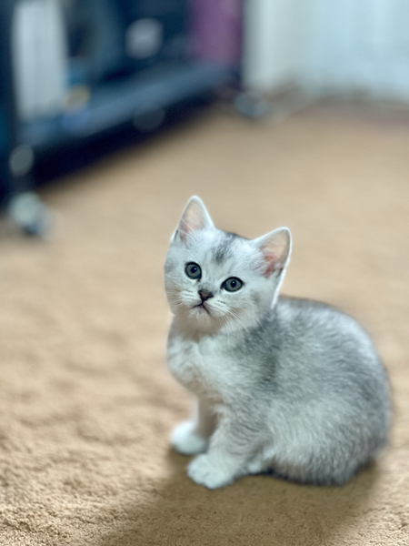 Котята шотландские в продажу!