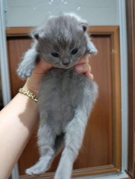 Котята скотиш фолд и страйд