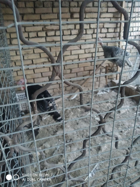 Kurkala sotiladi