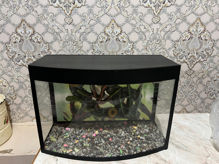 Akvarium kickina holat ideal narx 250.000 kelishilinadi