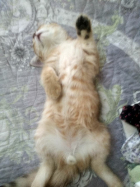 Шотландские котята