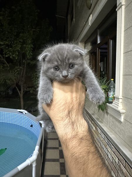 Скотиш фолд и скотиш страйт