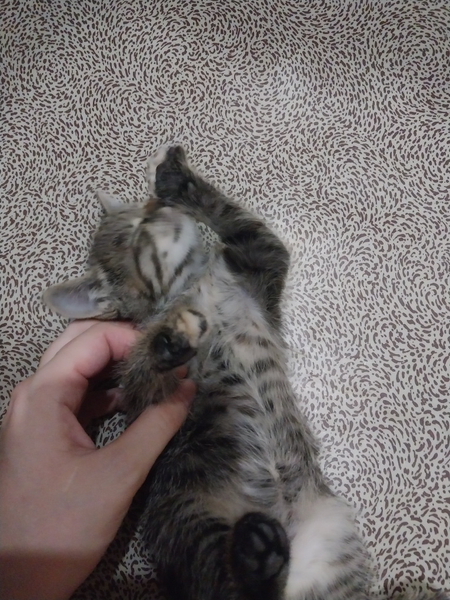 Котята отдадим даром
