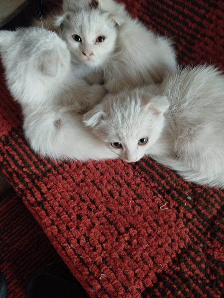 Белые шотландские котята