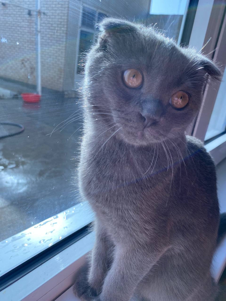 Кот , для вязки.